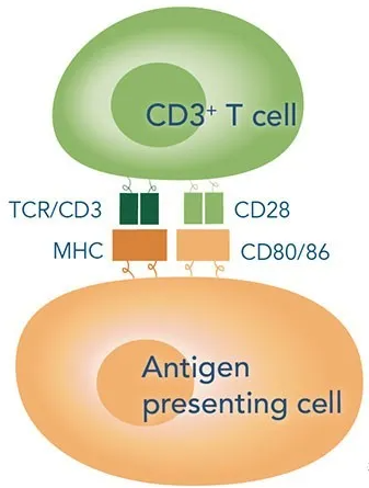 用CD3/CD28做好T细胞激活与扩增-上海雅吉生物科技有限公司-企业发布